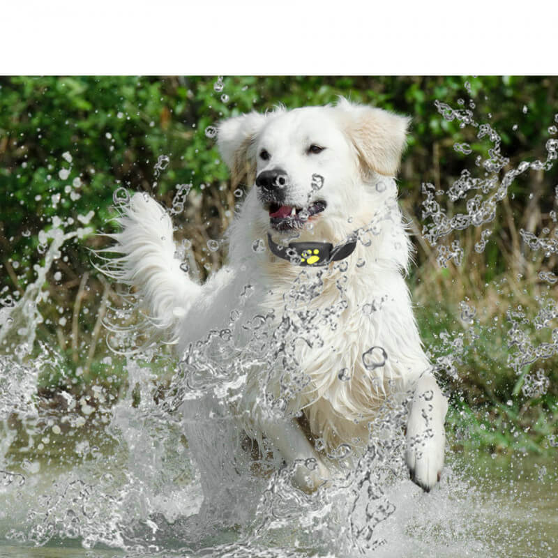 GPS tag to ensure the safety of your pet